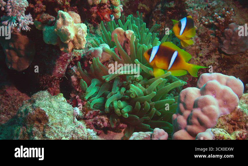 Fish of the Red Sea. Red Sea Anemonefish (Amphiprion bicinctus). A ...