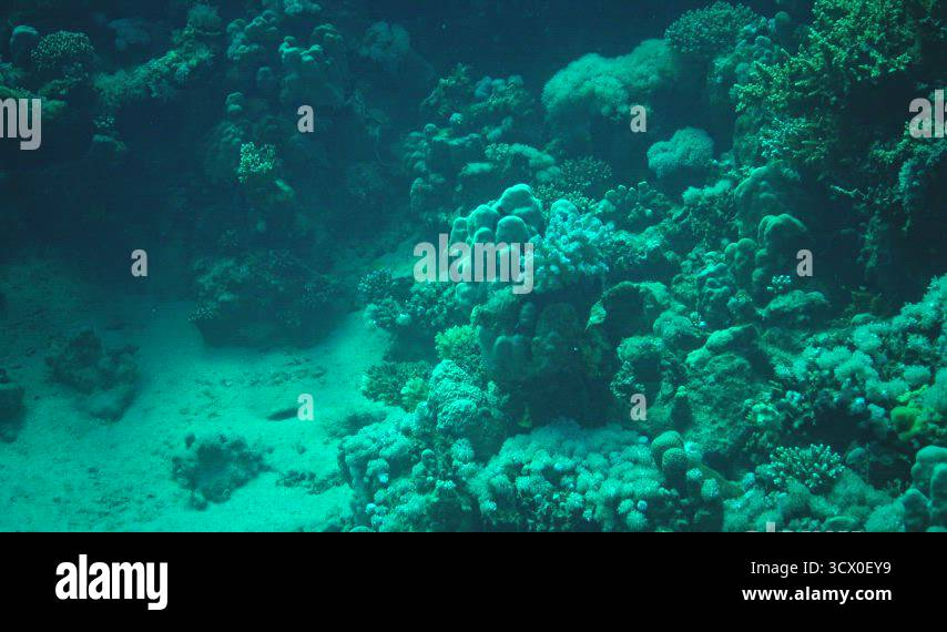 Fish of the Red Sea. Red Sea coral grouper (Plectropomus pessuliferus ...