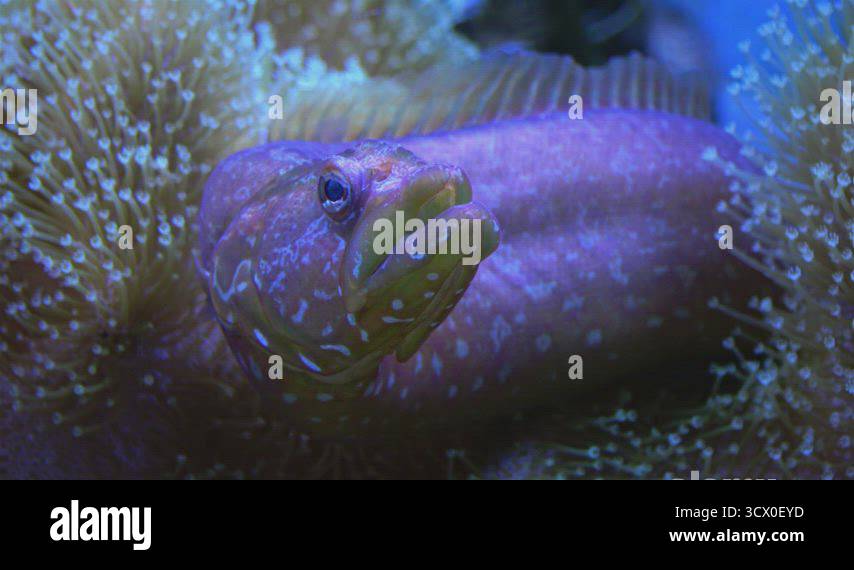 The common ling (Molva sp.) and Sarcophyton sp. in the marine aquarium ...