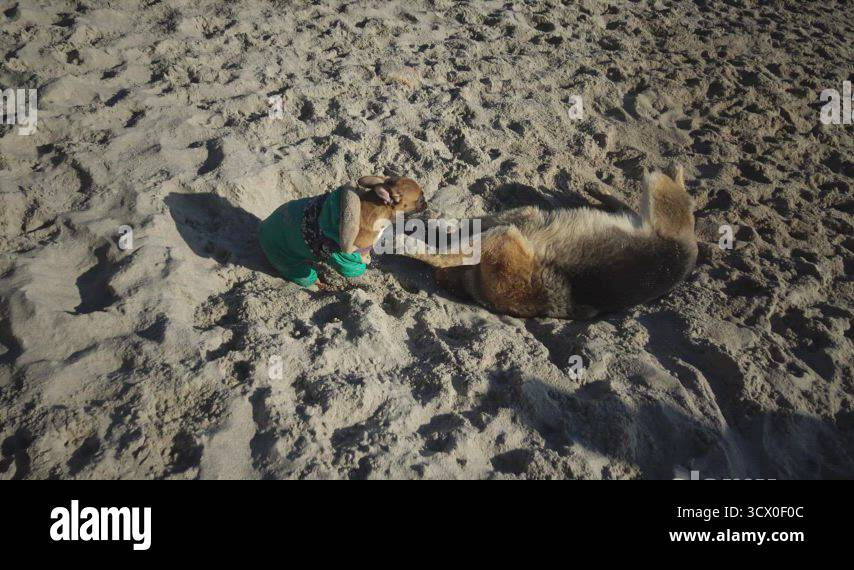 German Shepherd and Pug playing in the sand on the beach Stock Video ...