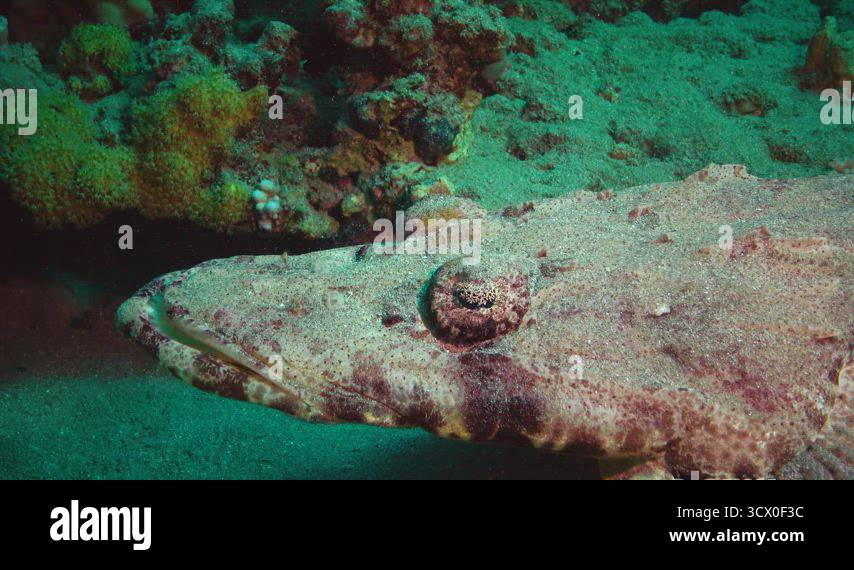 Fish of the Red Sea. Lying on the bottom Carpet flathead ...