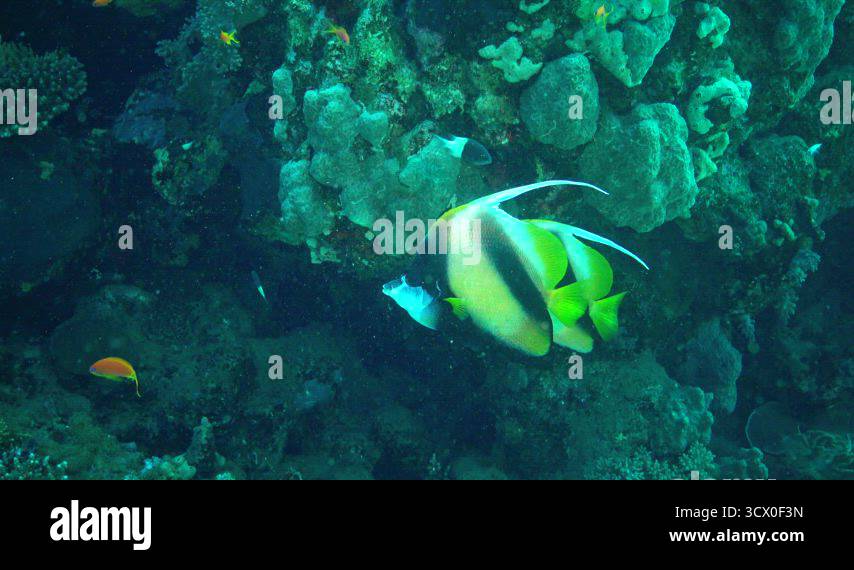 Fish of the Red Sea. Red Sea Bannerfish (Heniochus intermedius), Fish ...