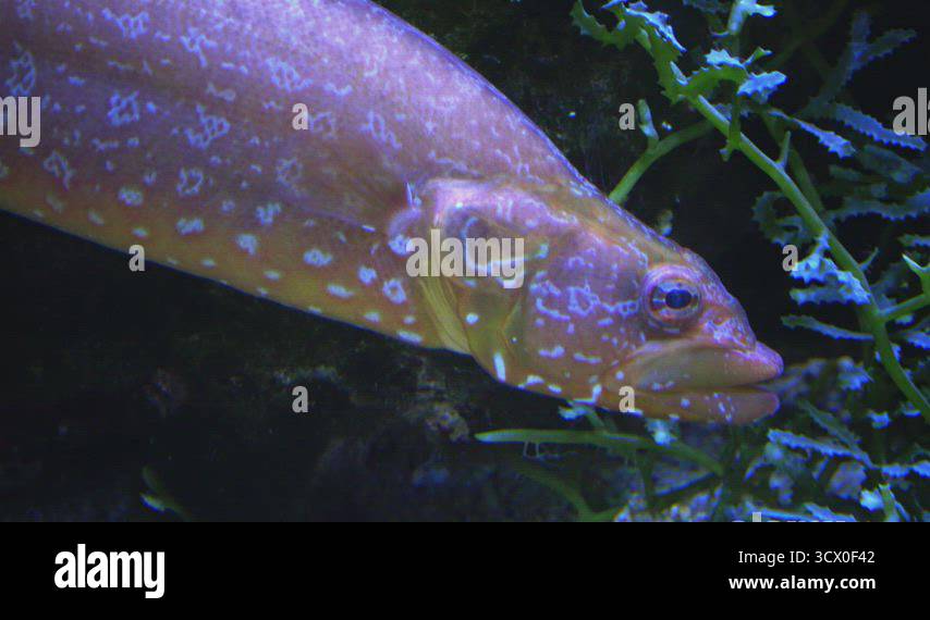 Common ling molva drawing Stock Videos & Footage - HD and 4K Video ...