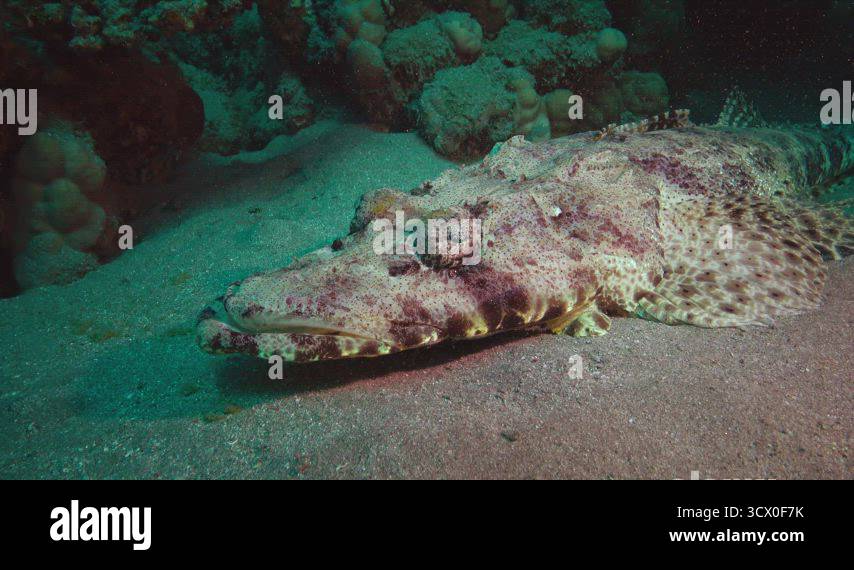 Fish of the Red Sea. Lying on the bottom Carpet flathead ...