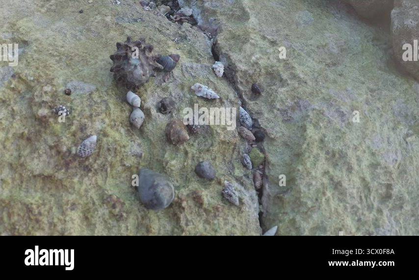 Accelerated video. Mollusks and hermit crabs on a coral reef in the air ...