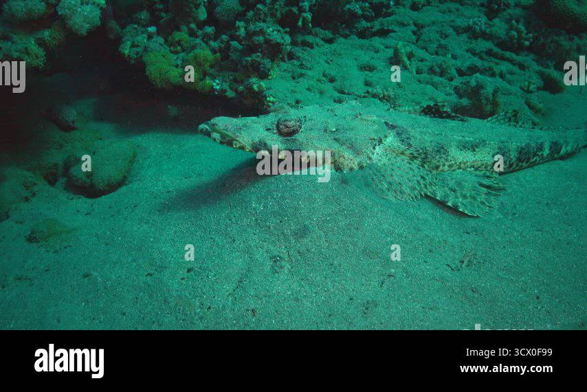 Fish of the Red Sea. Lying on the bottom Carpet flathead ...