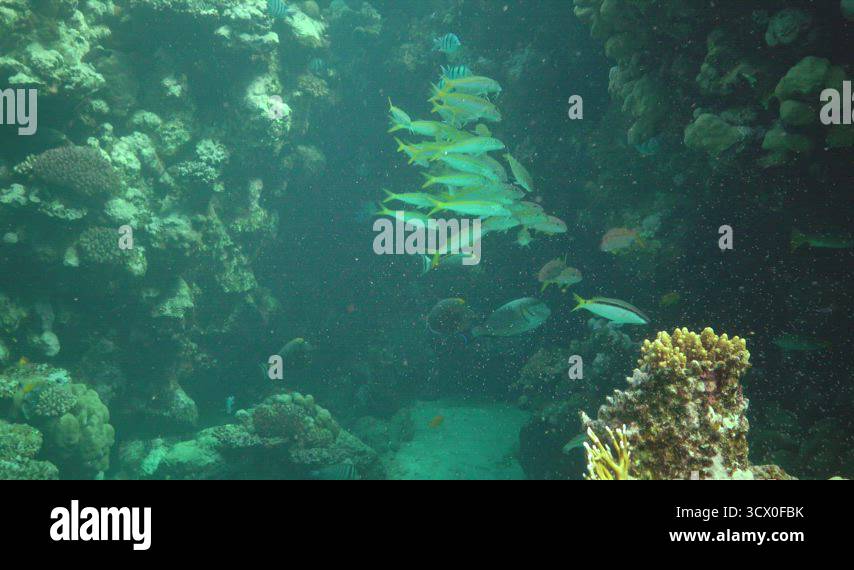 Yellowfin goatfish (Mulloides vanicolensis). A flock of fish slowly ...