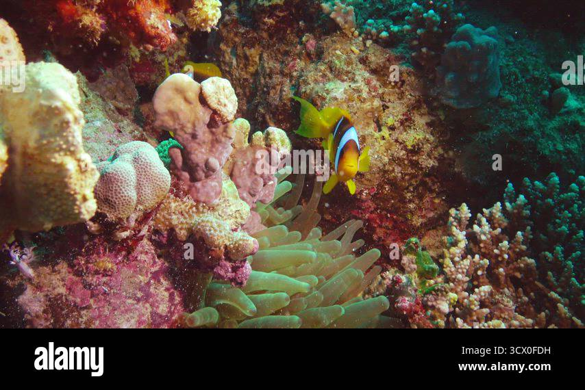 Fish of the Red Sea. Red Sea Anemonefish (Amphiprion bicinctus). A ...