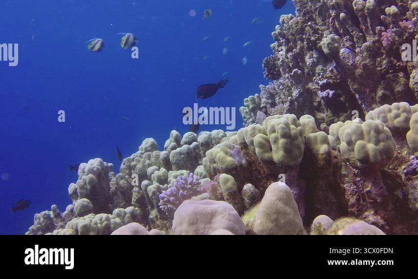 Static video, coral reef in the Red Sea, Abu Dub. Beautiful underwater ...