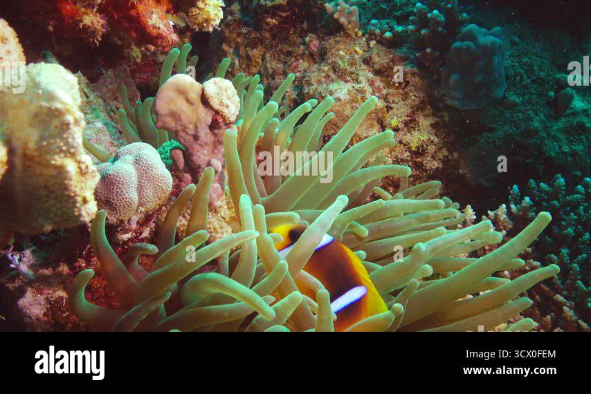 Fish of the Red Sea. Red Sea Anemonefish (Amphiprion bicinctus). A ...