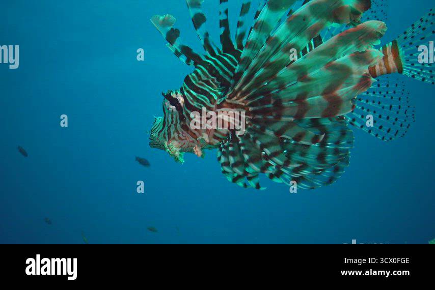 Common lionfish (Pterois volitans), Fish hunt and swim over a coral ...