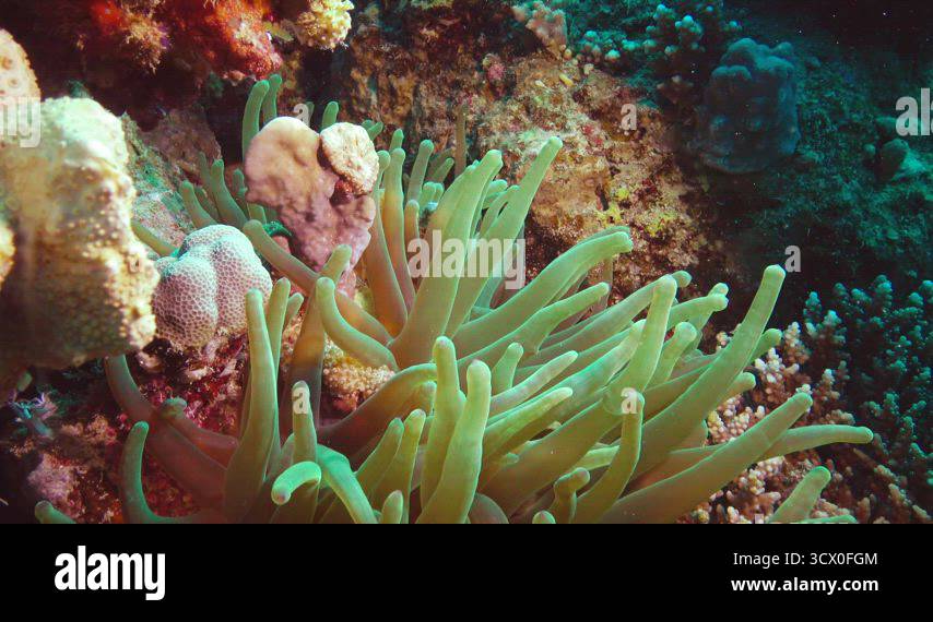 Fish of the Red Sea. Red Sea Anemonefish (Amphiprion bicinctus). A ...