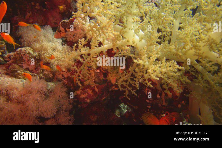 Coral grouper (Cephalopholis miniata), fish slowly swims over a coral ...