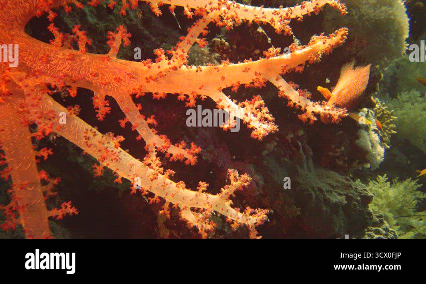 Jewel fairy basslet (Pseudanthias squamipinnis) and many other species ...