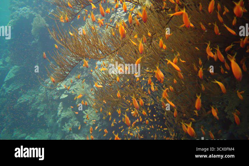 Jewel fairy basslet (Pseudanthias squamipinnis) and many other species ...