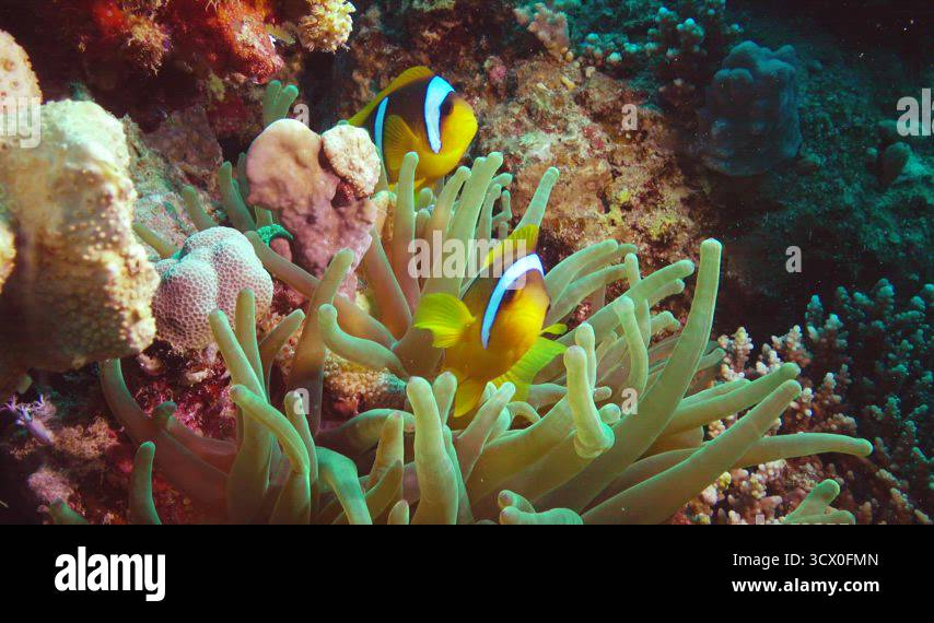 Fish of the Red Sea. Red Sea Anemonefish (Amphiprion bicinctus). A ...
