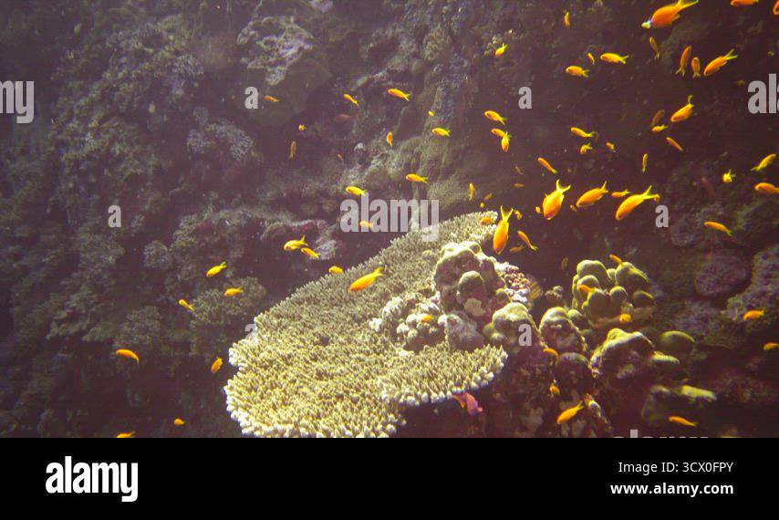 Jewel fairy basslet (Pseudanthias squamipinnis) and many other species ...