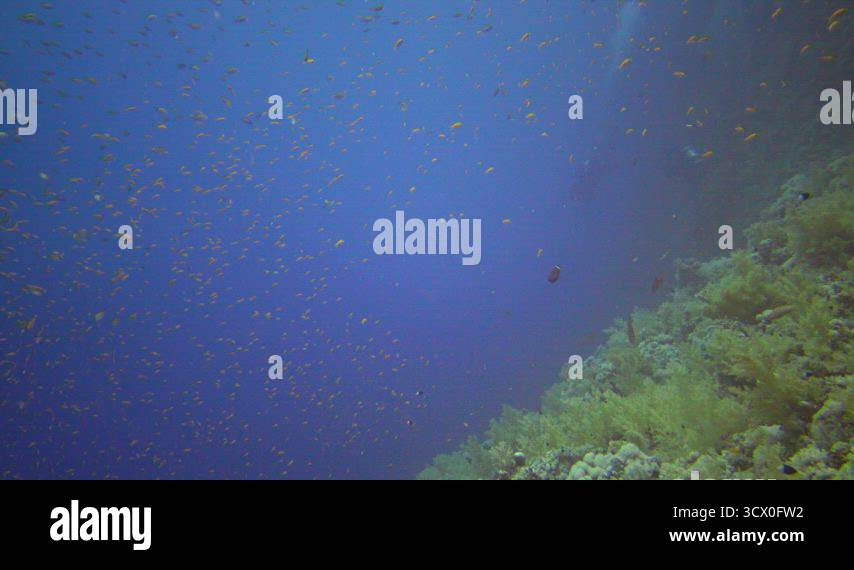 Jewel fairy basslet (Pseudanthias squamipinnis) and many other species ...