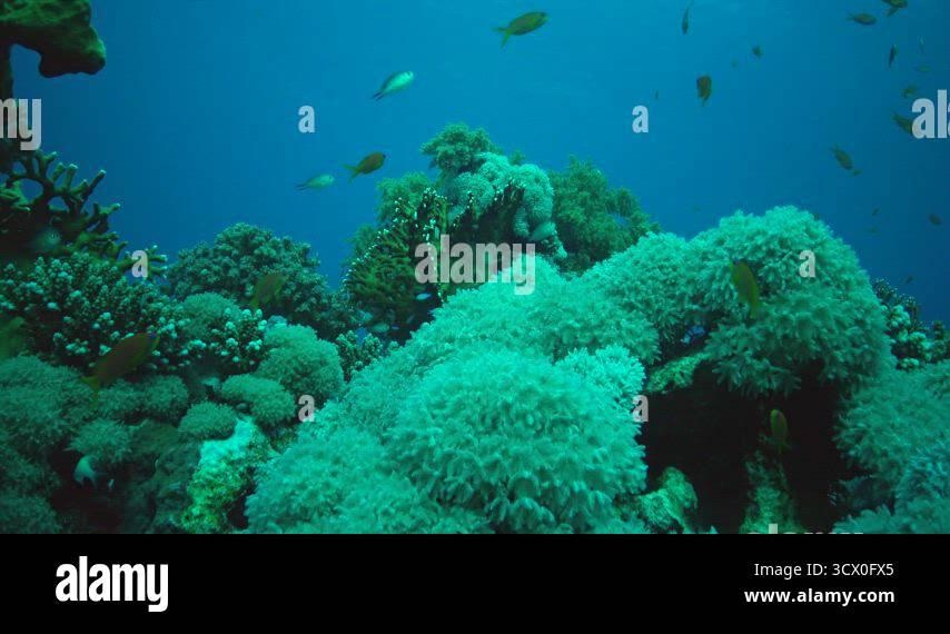 The fauna of the Red Sea. Static video of a coral reef in the Red Sea ...