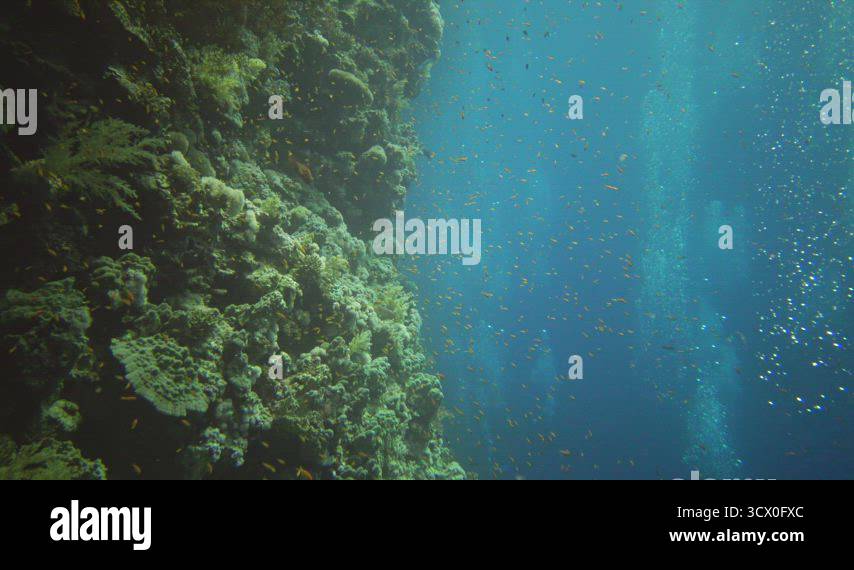 Divers swim near a coral reef along a vertical wall on the Reef ...