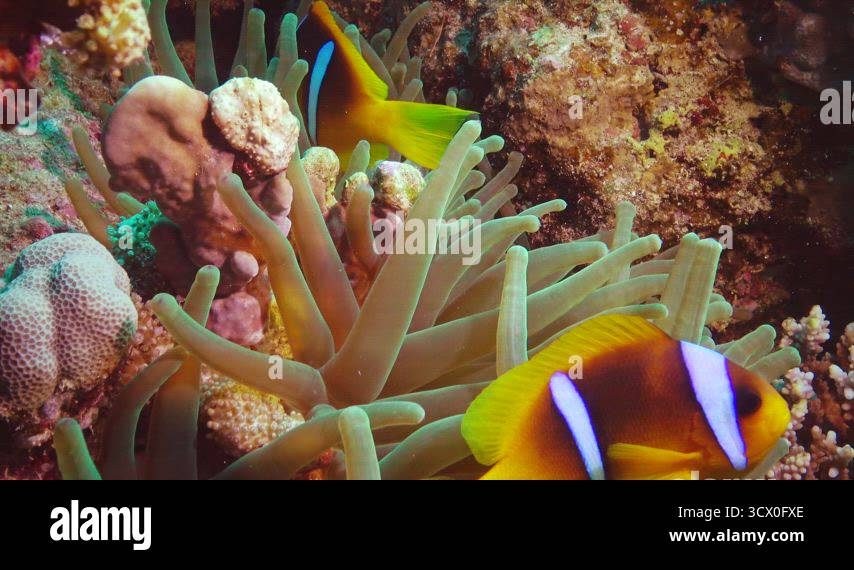 Fish of the Red Sea. Red Sea Anemonefish (Amphiprion bicinctus). A ...
