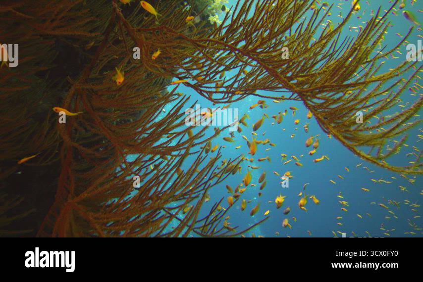 Jewel fairy basslet (Pseudanthias squamipinnis) and many other species ...