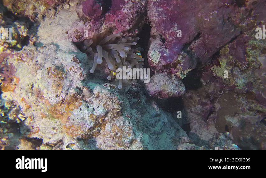 Fish of the Red Sea. Red Sea Anemonefish (Amphiprion bicinctus). A ...