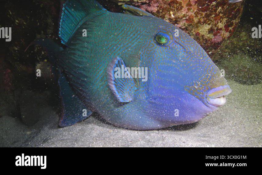 Blue triggerfish (Pseudobalistes fuscus), fish at night resting on the ...