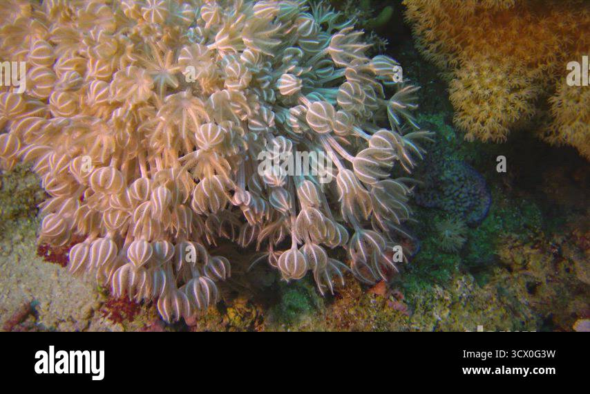 Soft coral polyps on coral reef Elfin Ston catch plankton, Red Sea ...