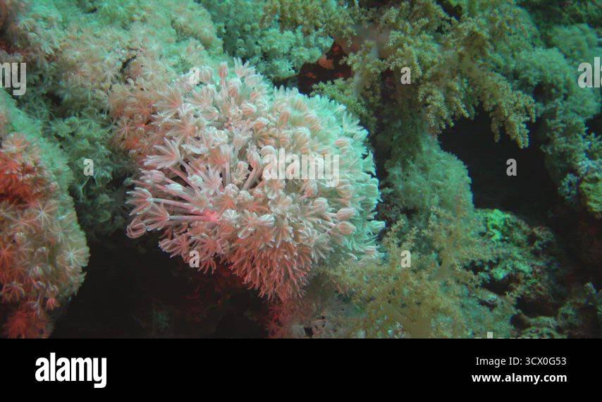 Soft coral polyps on coral reef Elfin Ston catch plankton, Red Sea ...