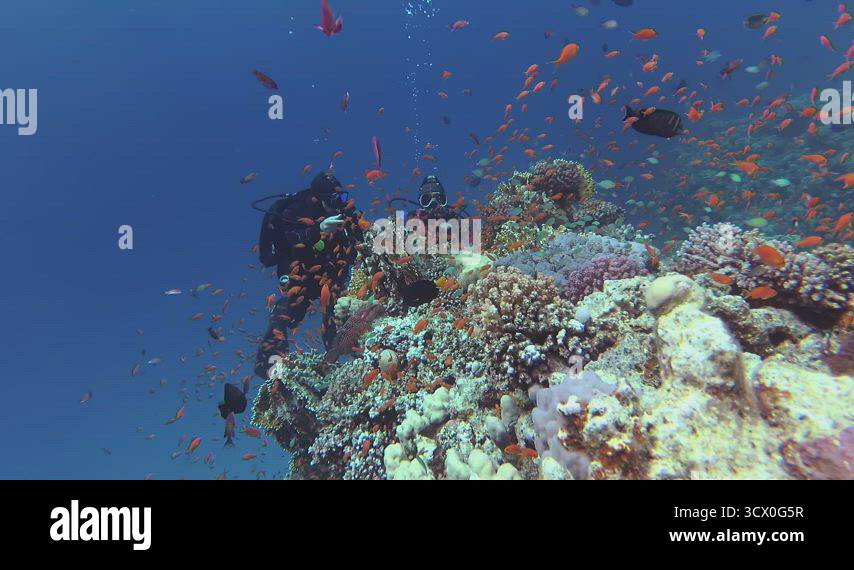 Static video, divers and coral reef in the Red Sea, Abu Dubb. Beautiful ...