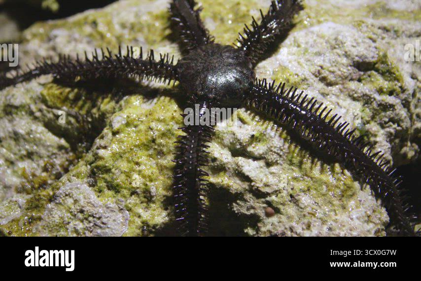 Brittle star (Ophiocoma scolopendrina) crawling in the shallow water ...