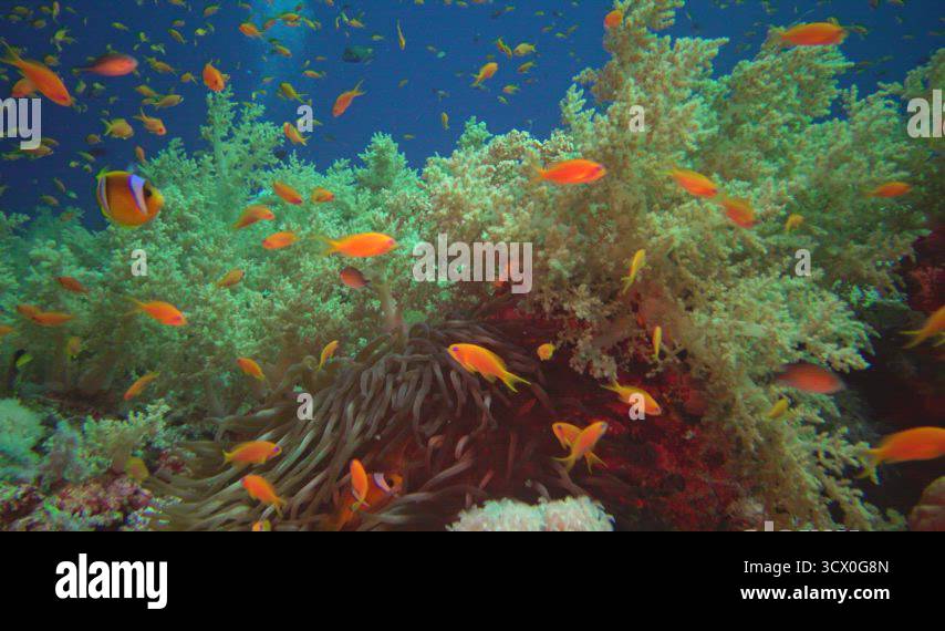 Fish of the Red Sea. Red Sea Anemonefish (Amphiprion bicinctus). A ...