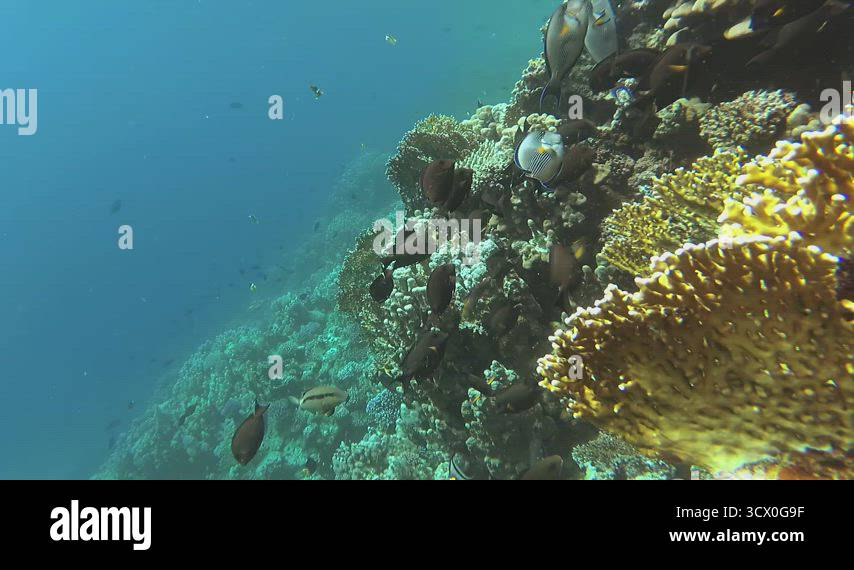 Static video, coral reef in the Red Sea, Abu Dub. Beautiful underwater ...