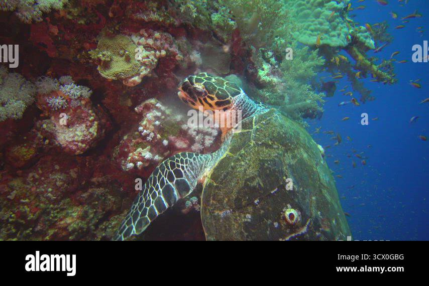 Hawksbill sea turtle (Eretmochelys imbricata) Eats Soft Corals on the ...