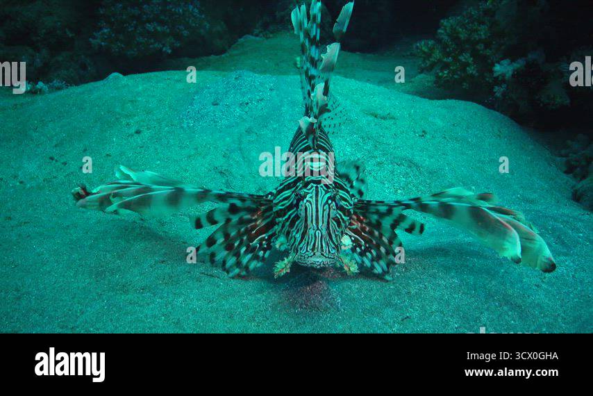 Common lionfish (Pterois volitans), the fish swims over the sandy ...