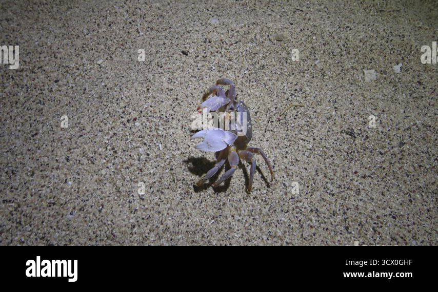 Red Sea ghost crab (Ocypode saratan, crab runs along the sand, burrows ...
