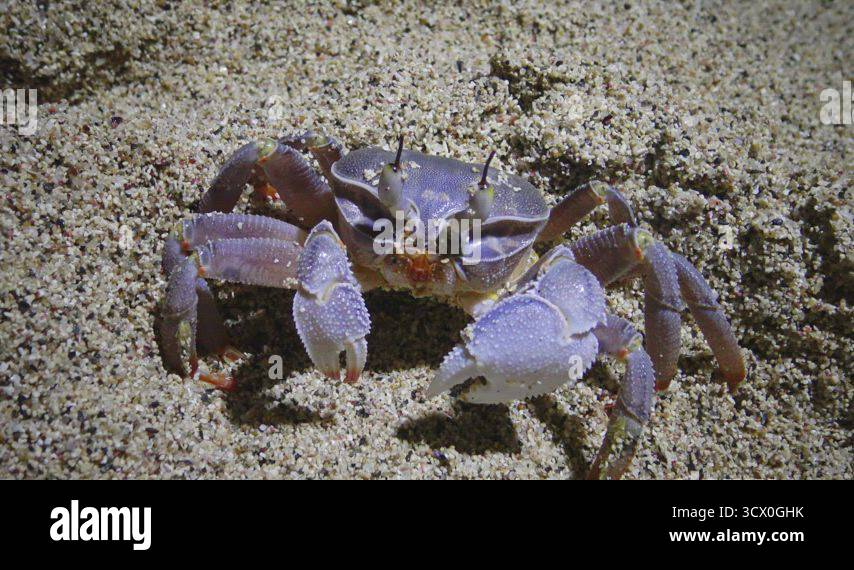 Red Sea ghost crab (Ocypode saratan, crab runs along the sand, burrows ...