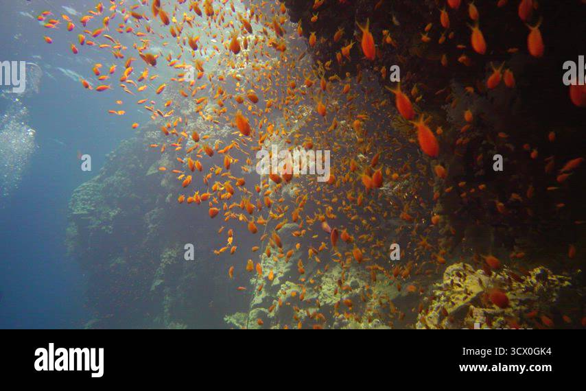 Divers swim near a coral reef along a vertical wall on the Reef ...