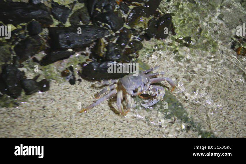 Red Sea ghost crab (Ocypode saratan), crab runs along the sand, burrows ...