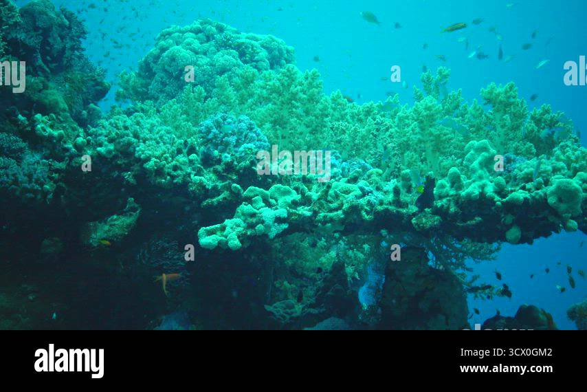 Jewel fairy basslet (Pseudanthias squamipinnis) and many other species ...