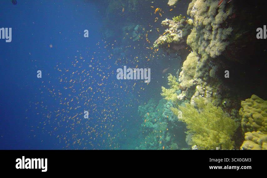 Divers swim near a coral reef along a vertical wall on the Reef ...