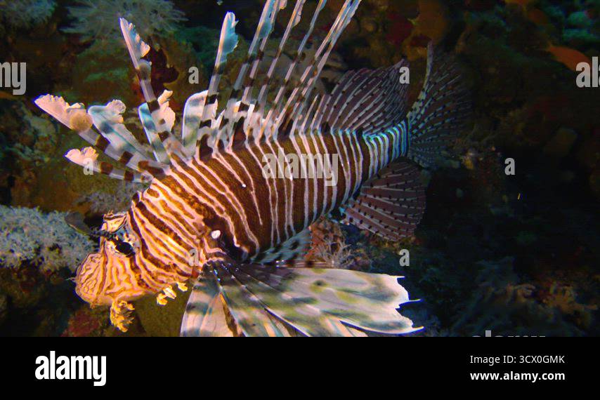 Common lionfish (Pterois volitans), Fish hunt and swim over a coral ...