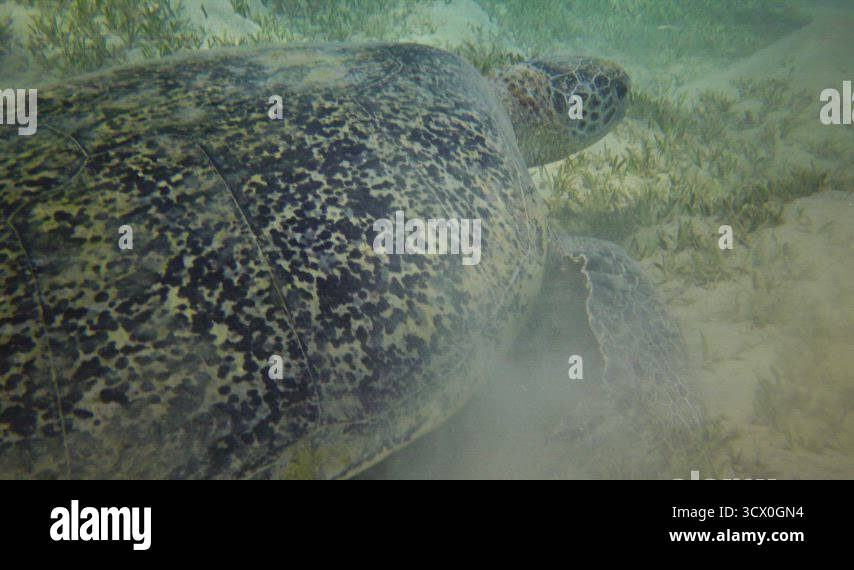 Hawksbill sea turtle (Eretmochelys imbricata) or Green sea turtle ...