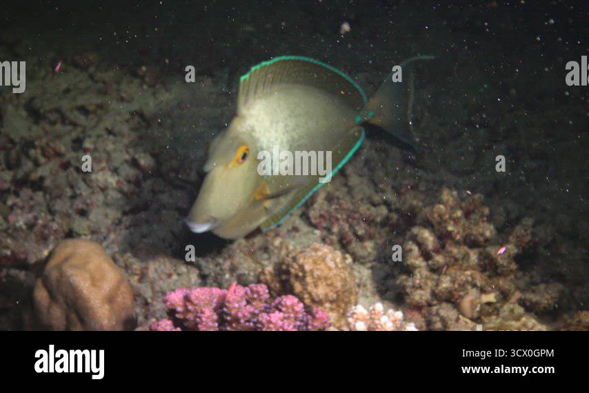 Shot-nose unicomfish (Naso unicornis), Fish at night slowly swims over ...