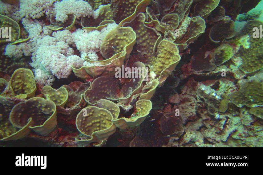 Coral reef, different types of coral and tropical fish. Nature of the ...