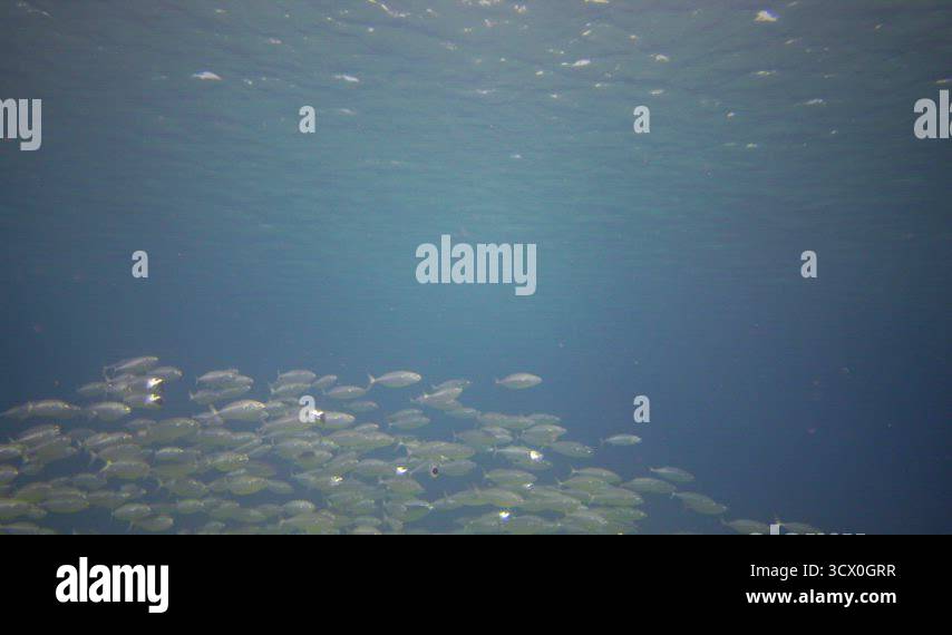 A large flock of pelagic fish near a coral reef in the Red Sea, Abu ...