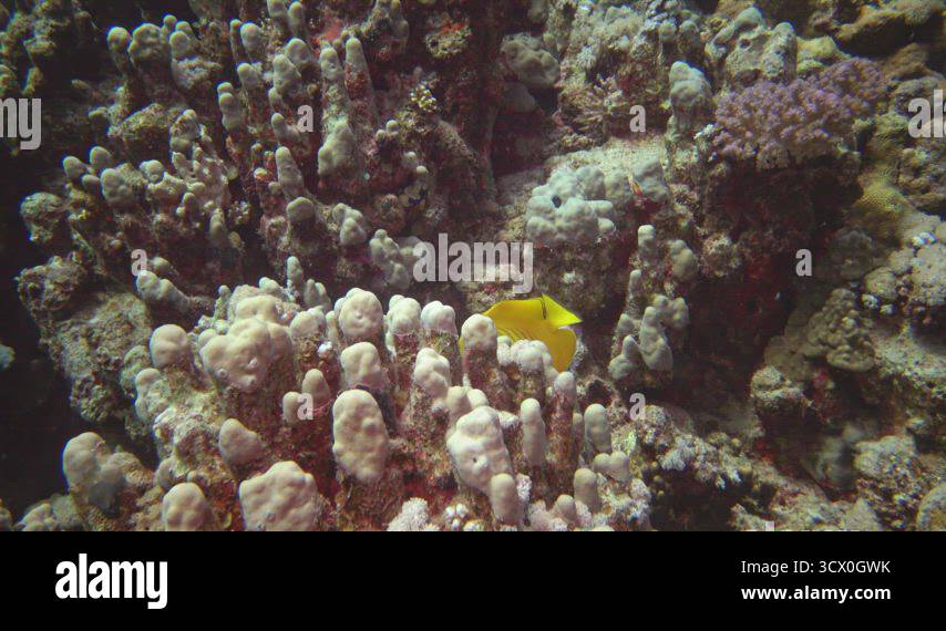 Masked butterflyfish (Chaetodon semilarvatus), fish slowly swims over a ...