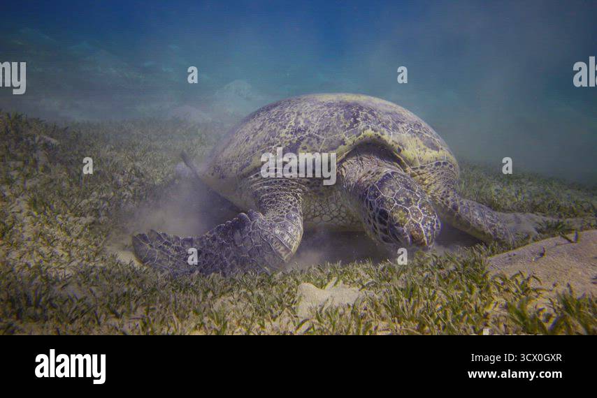 Hawksbill sea turtle (Eretmochelys imbricata) or Green sea turtle ...