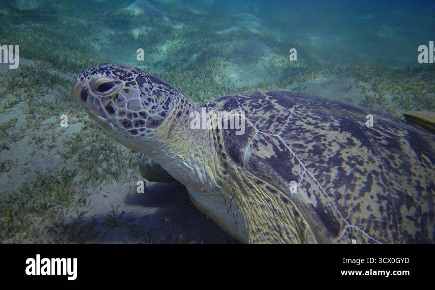 Hawksbill sea turtle (Eretmochelys imbricata) or Green sea turtle ...